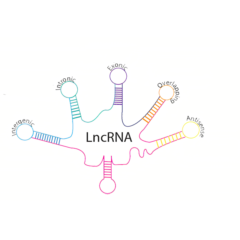 LncRNA测序 - 我的网站
